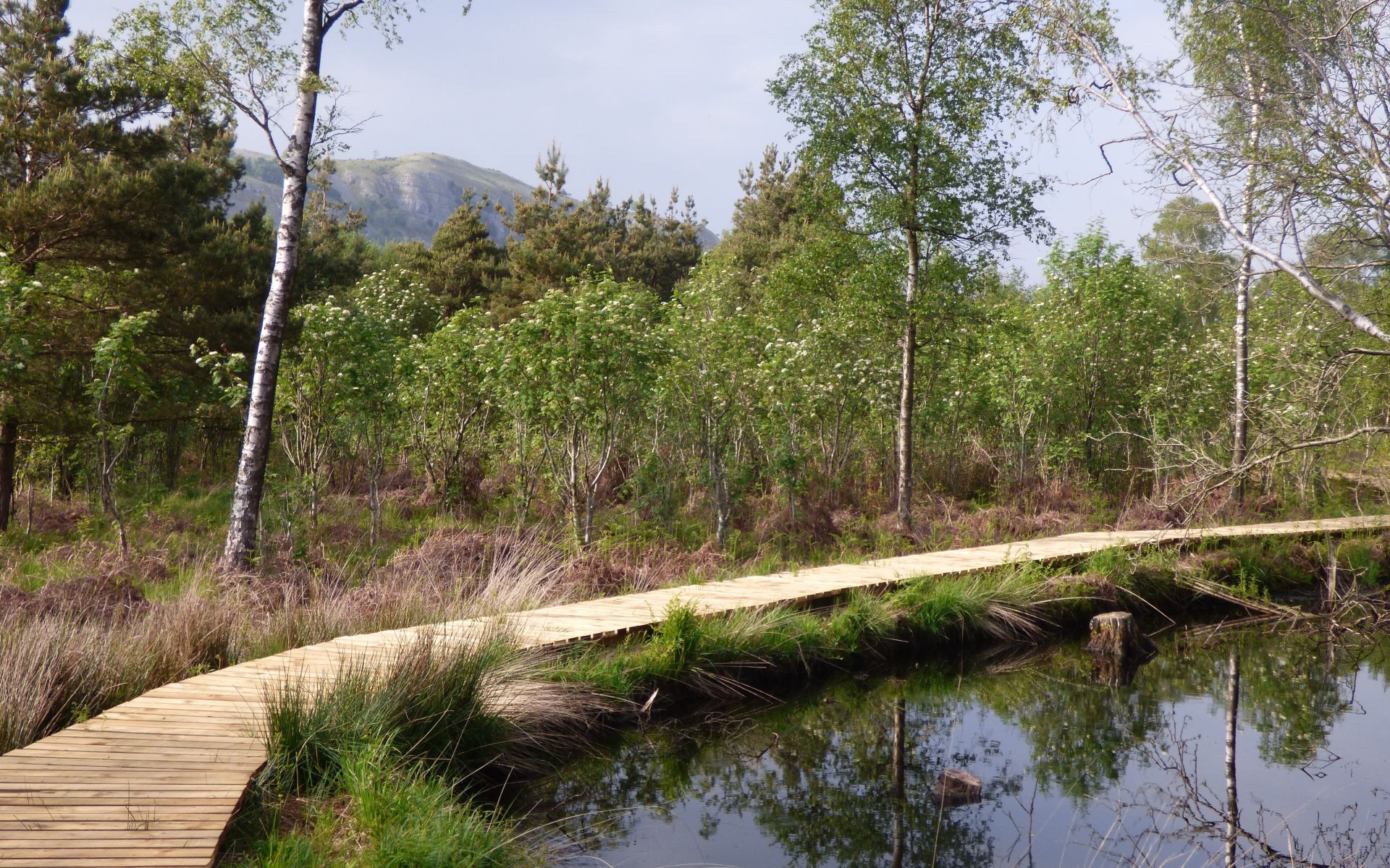 Cumbria Wildlife Trust's Foulshaw Moss… | Morecambe Bay Partnership