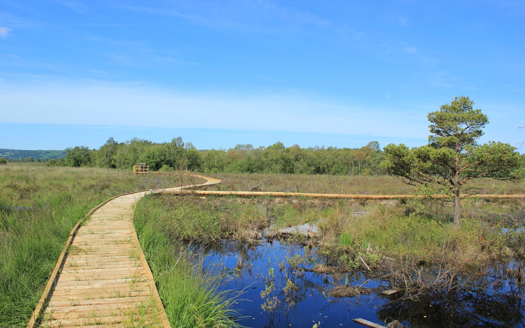 Cumbria Wildlife Trust's Foulshaw Moss… | Morecambe Bay Partnership